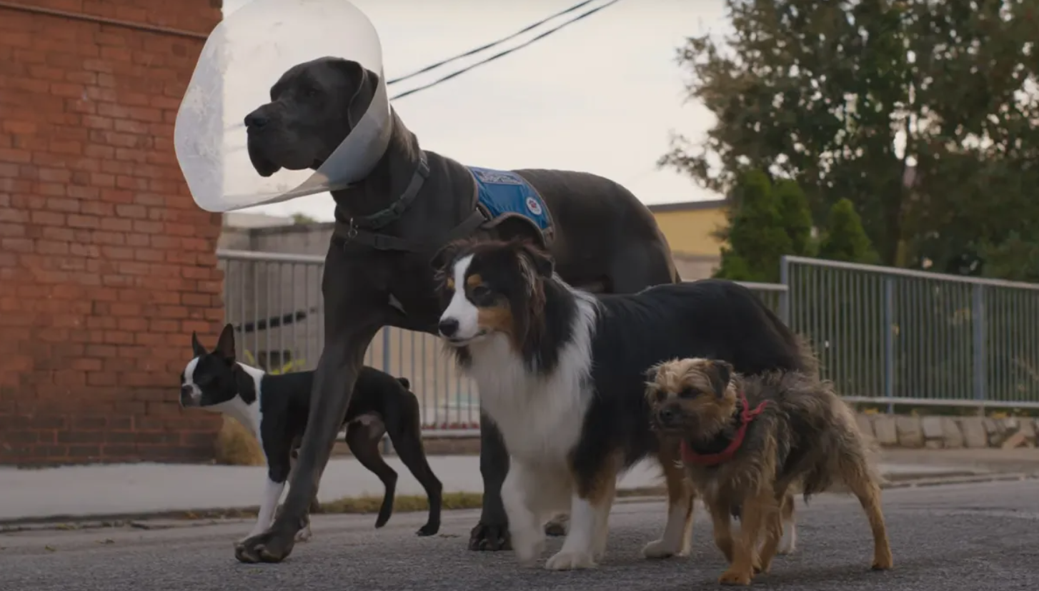 Review 'Strays' - The Extra Mile